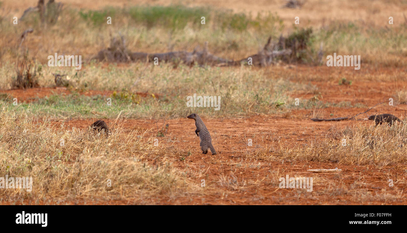 Banded Mongooses in Tsavo East National Park in Kenya Stock Photo - Alamy