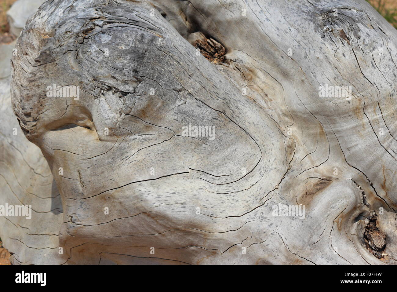 Dry tree trunk Stock Photo - Alamy