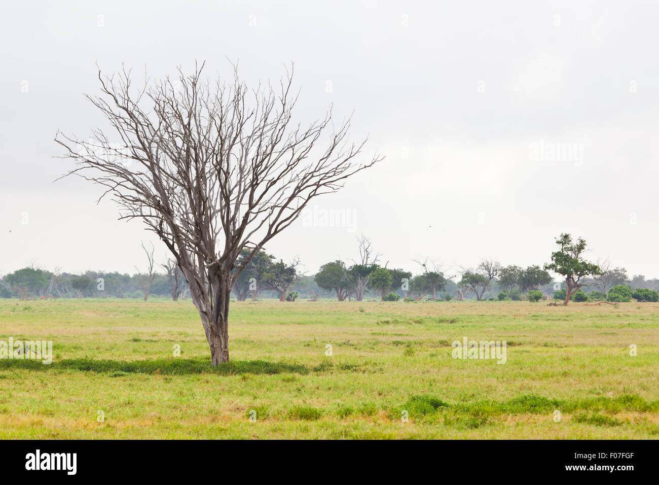 Swamp landscape in Tsavo East National Park, Kenya Stock Photo - Alamy