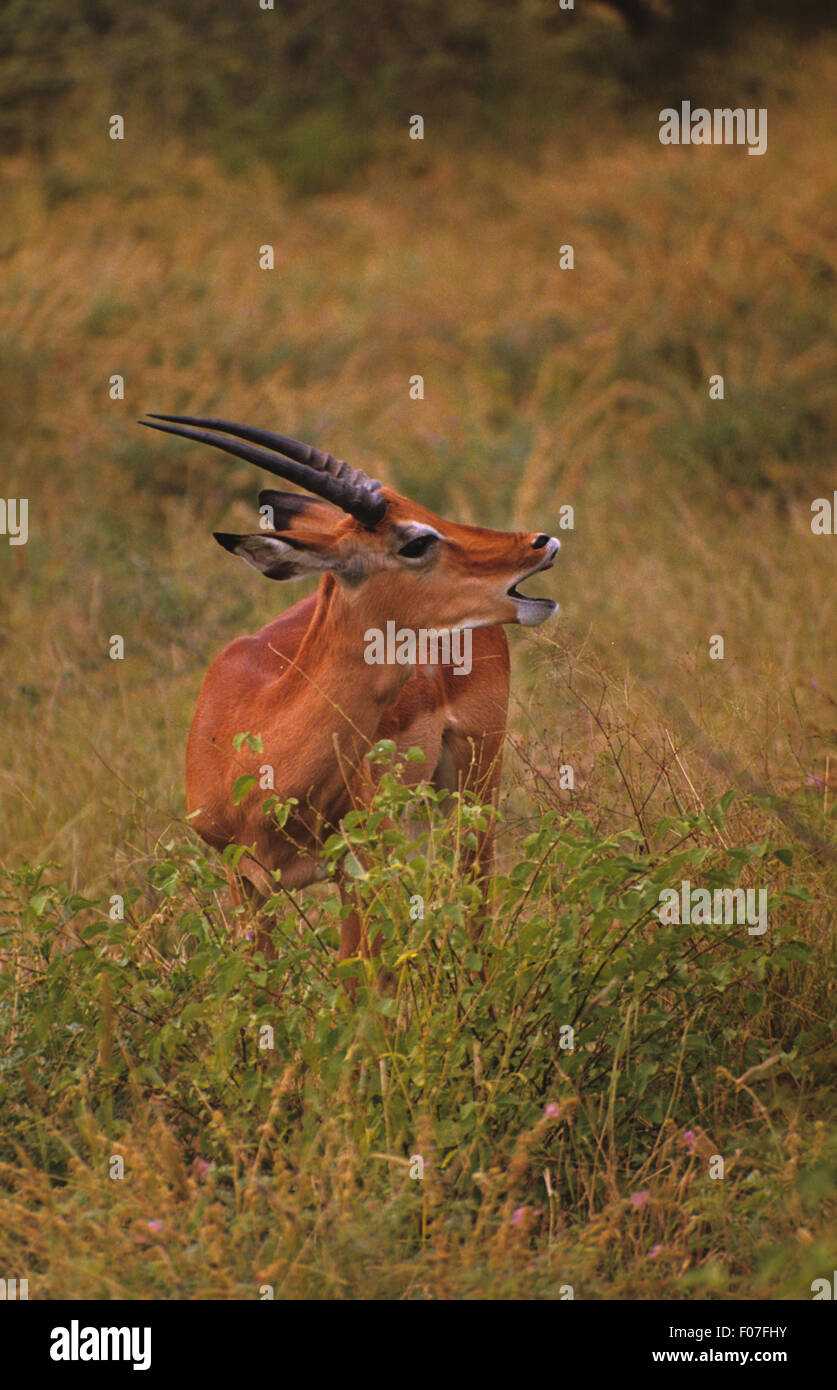 Male with open mouth hi-res stock photography and images - Alamy