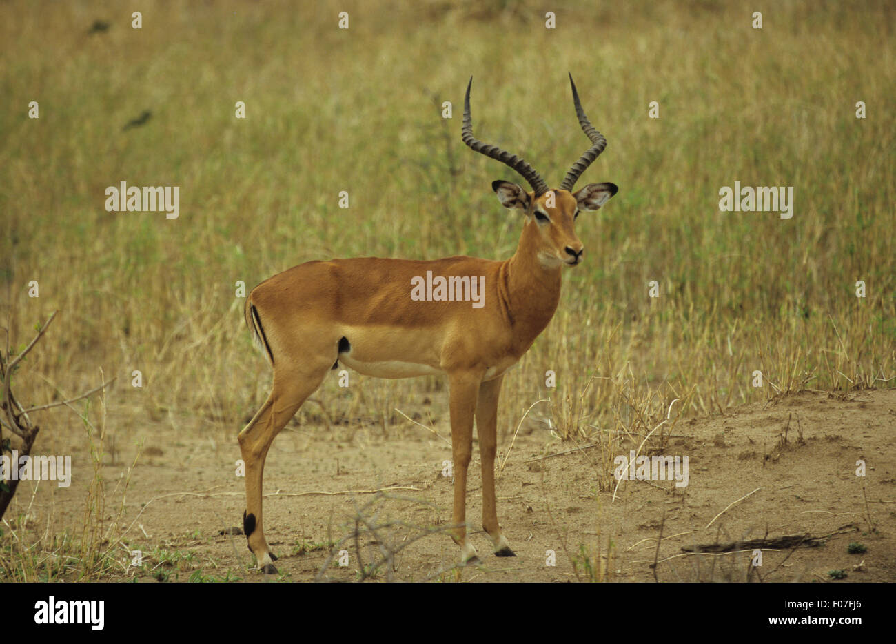 Impala male taken in profile looking at camera standing in open sandy ...