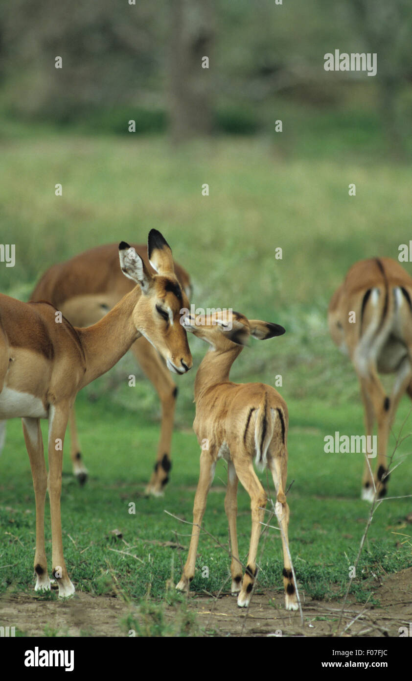 Impala female with young fawn nuzzling each other with their heads ...