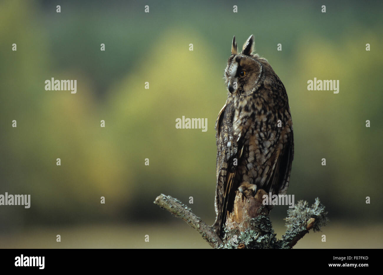 Long Eared Owl taken in profile looking back left eyes wide open ears ...