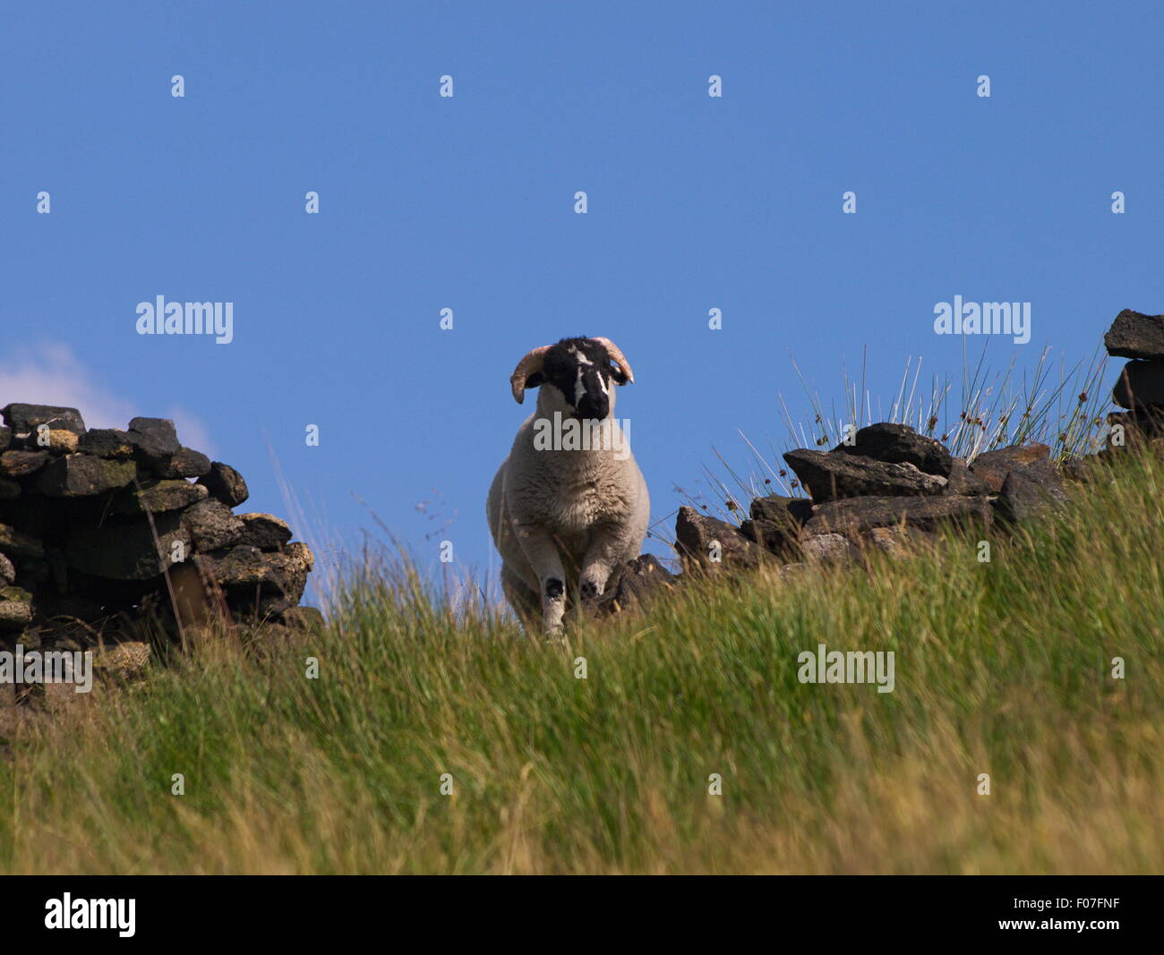 Dry stone wall sheep hi-res stock photography and images - Alamy