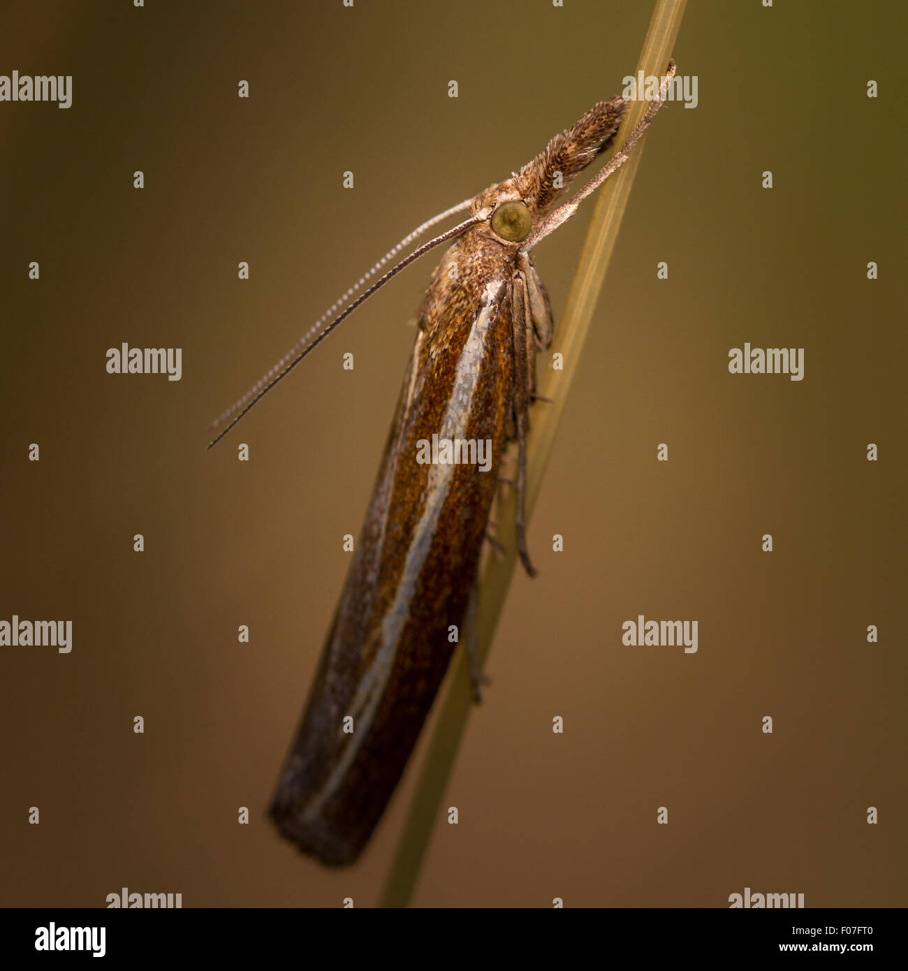 Micro moths hi-res stock photography and images - Alamy