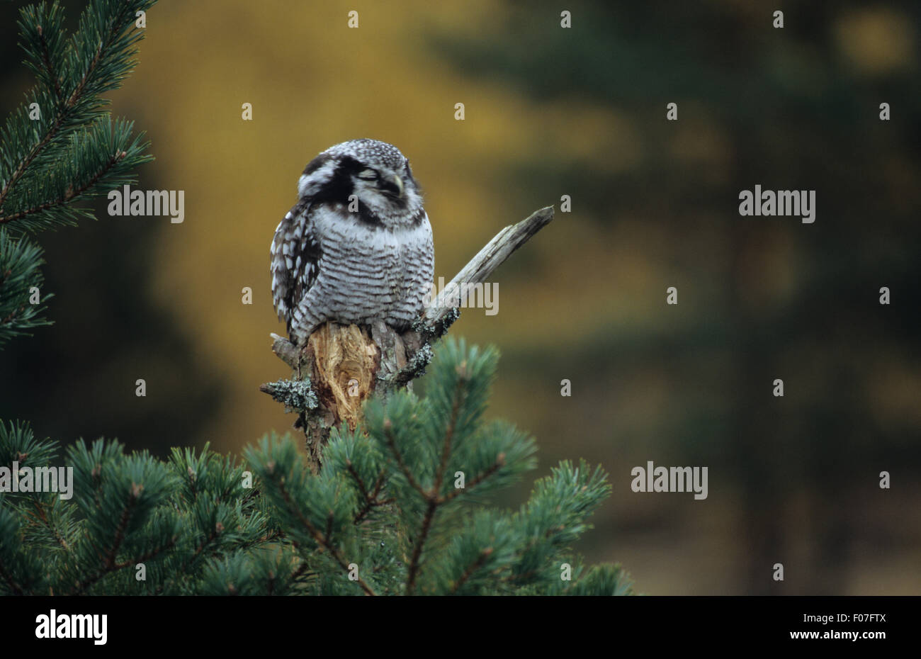 Northern Hawk Owl taken in profile looking right sleeping closed eyes ...