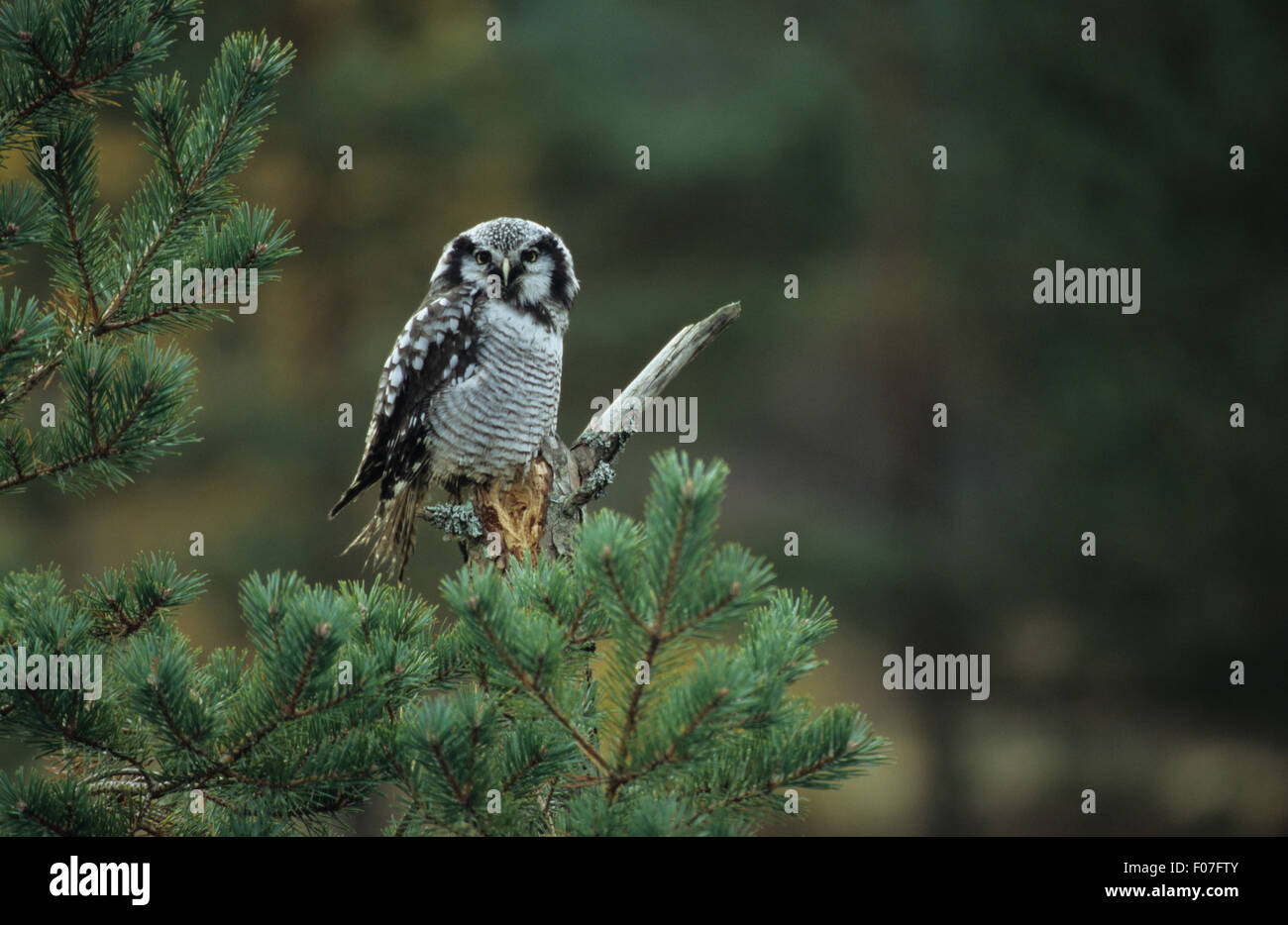 Northern Hawk Owl taken in profile looking back at camera perched on ...