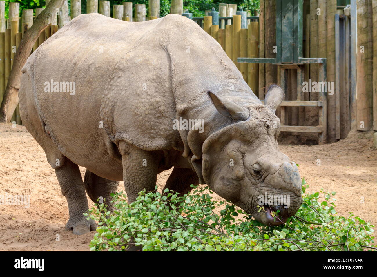 Greater One-horned Rhinoceros having a feed Stock Photo - Alamy