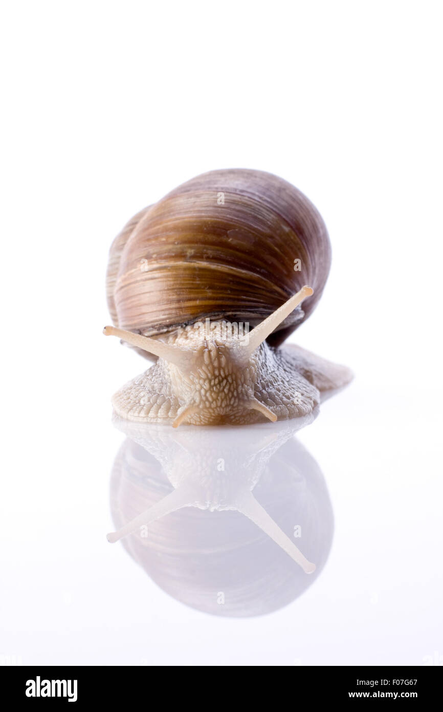 Snail against white background isolated Stock Photo - Alamy