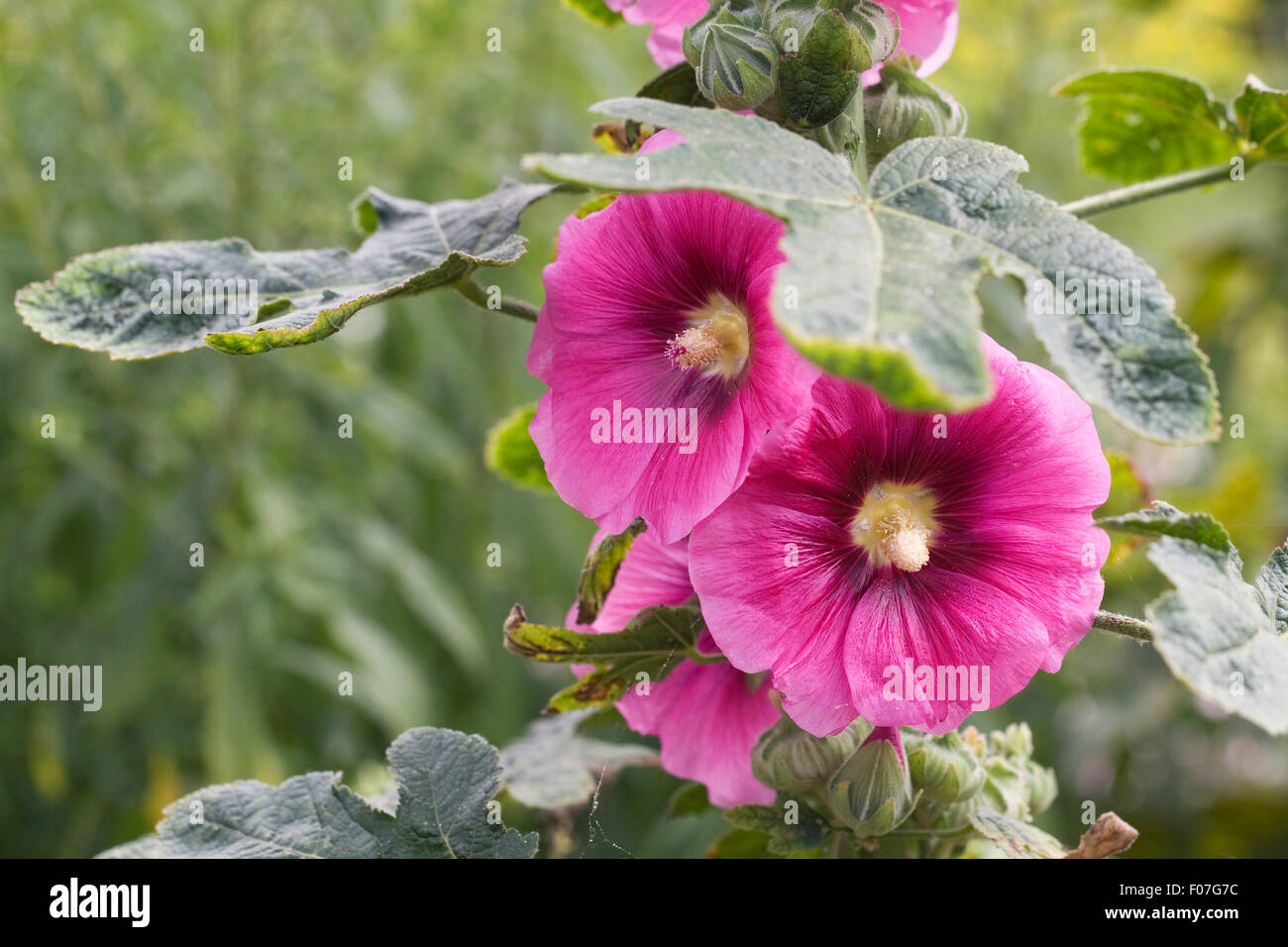 Alcea rosea. Dark pink hollyhock Stock Photo - Alamy