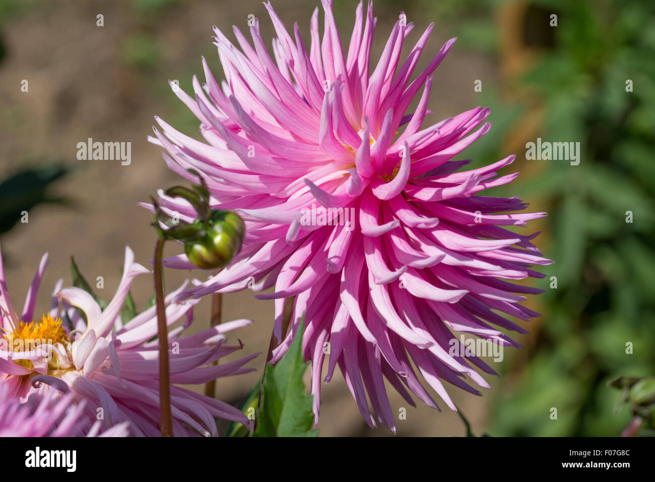 Dahlia Joy Donaldson Stock Photo - Alamy