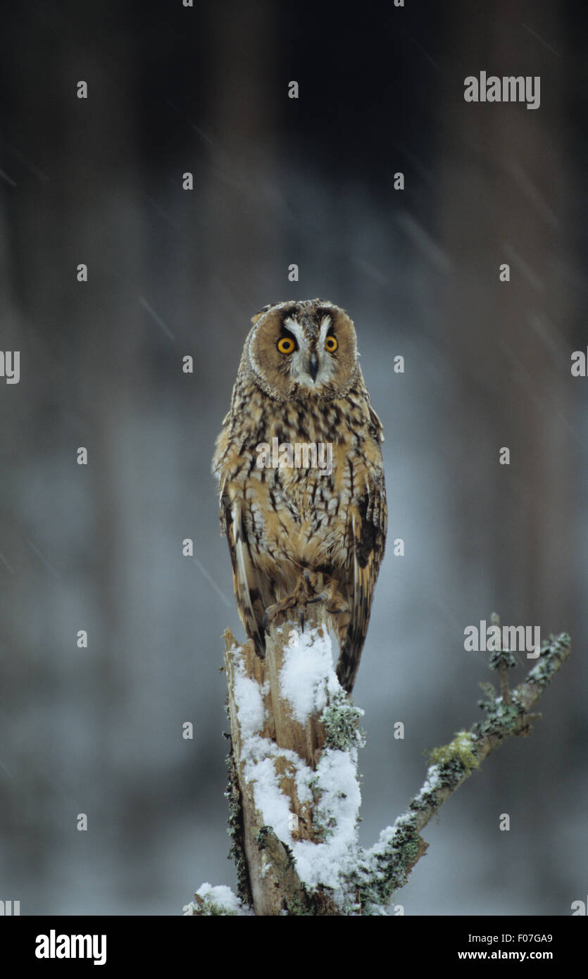 Long Eared Owl taken from front eyes wide open looking forward perched ...