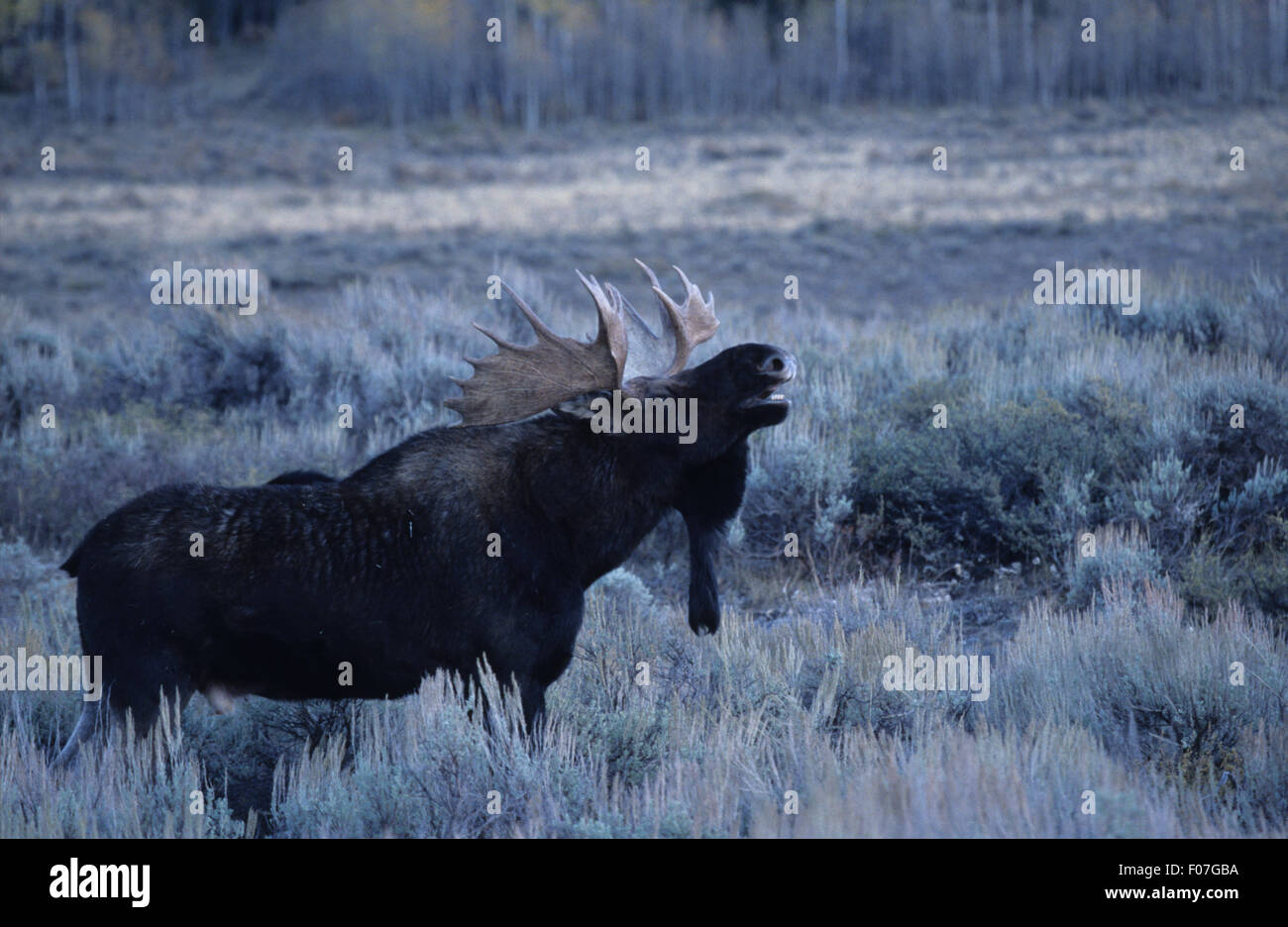 Moose male taken in profile looking right scenting the air standing in ...