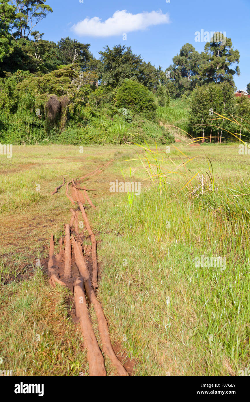 The famous Ondiri Swamp in Kikuyu near Nairobi in Kenya. The floating ...