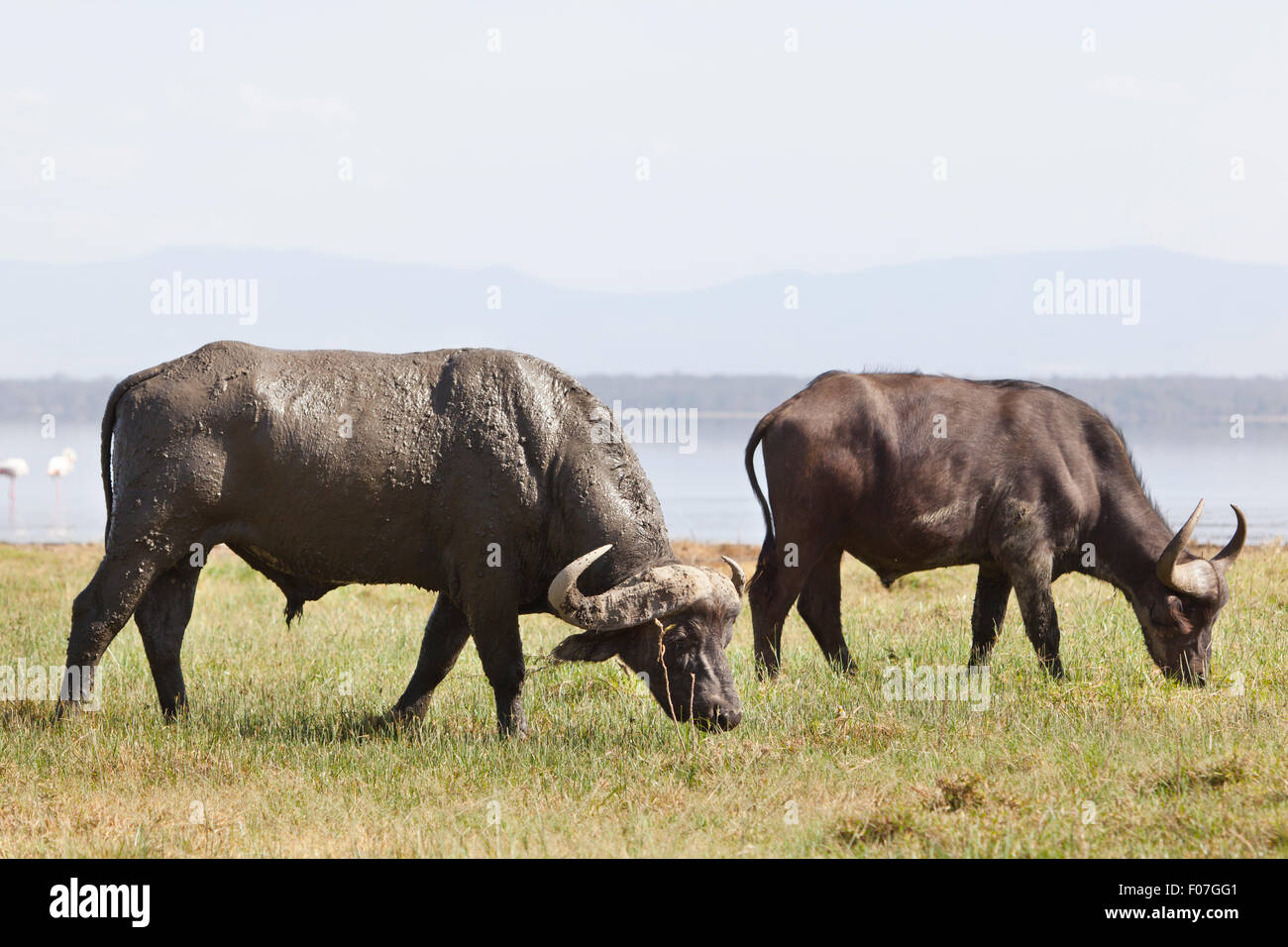 Dirty Cape Buffalos in Nakuru National Park in Kenya Stock Photo - Alamy