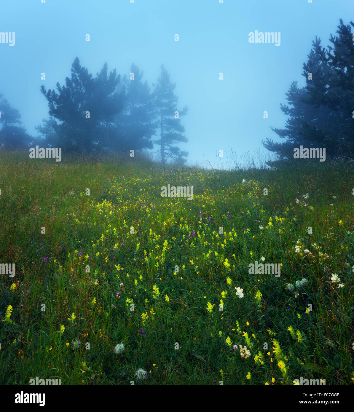 See flowers in the fog hi-res stock photography and images - Alamy