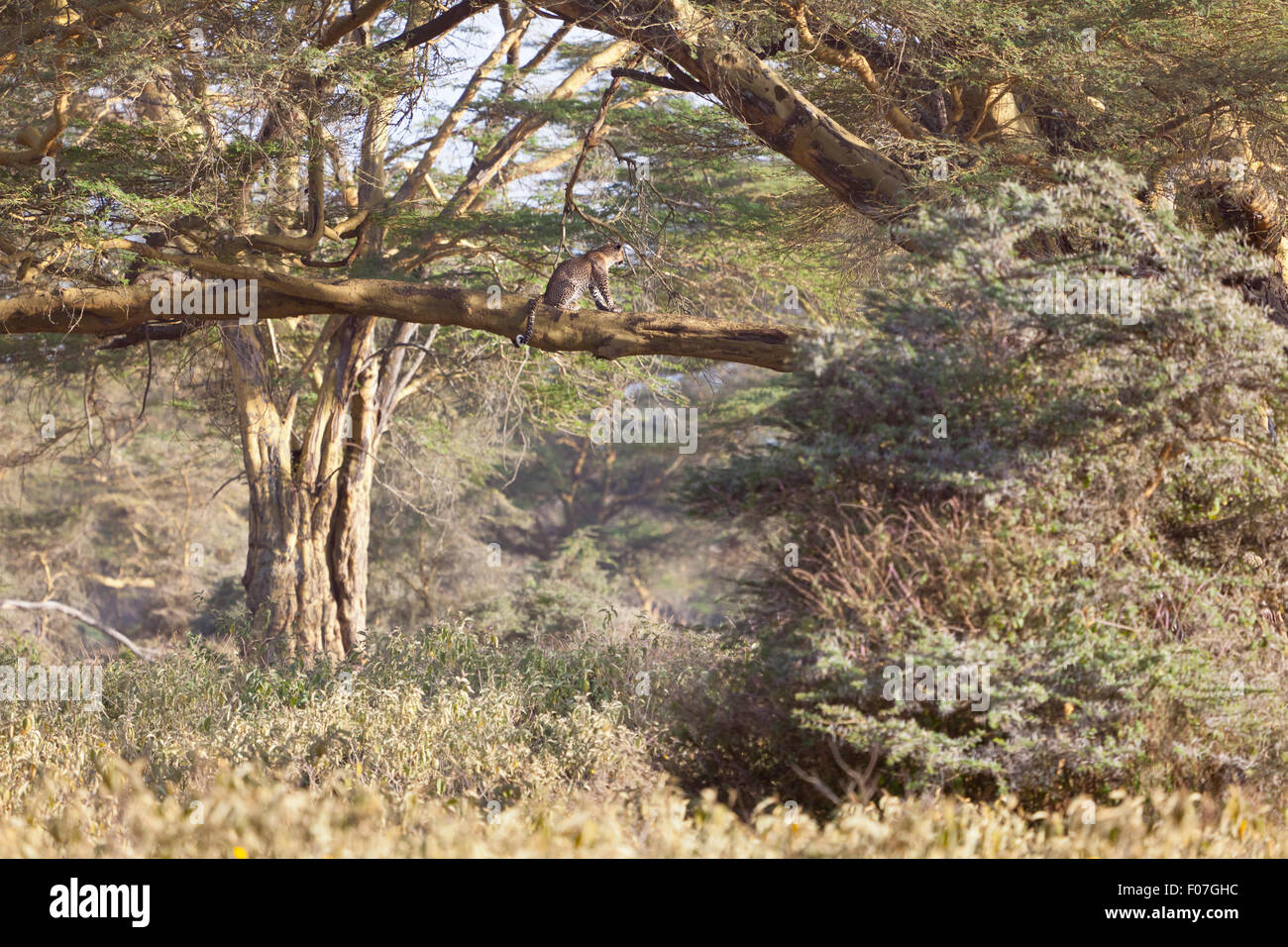 A Cheetah sitting on a tree in Nakuru National Park in Kenya Stock ...