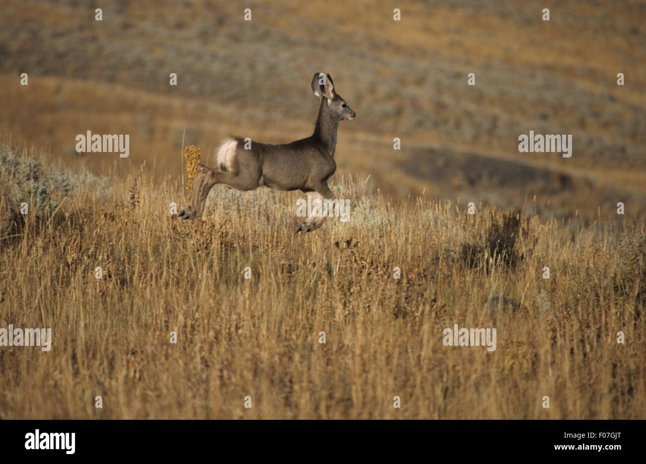 Mule running hi-res stock photography and images - Alamy
