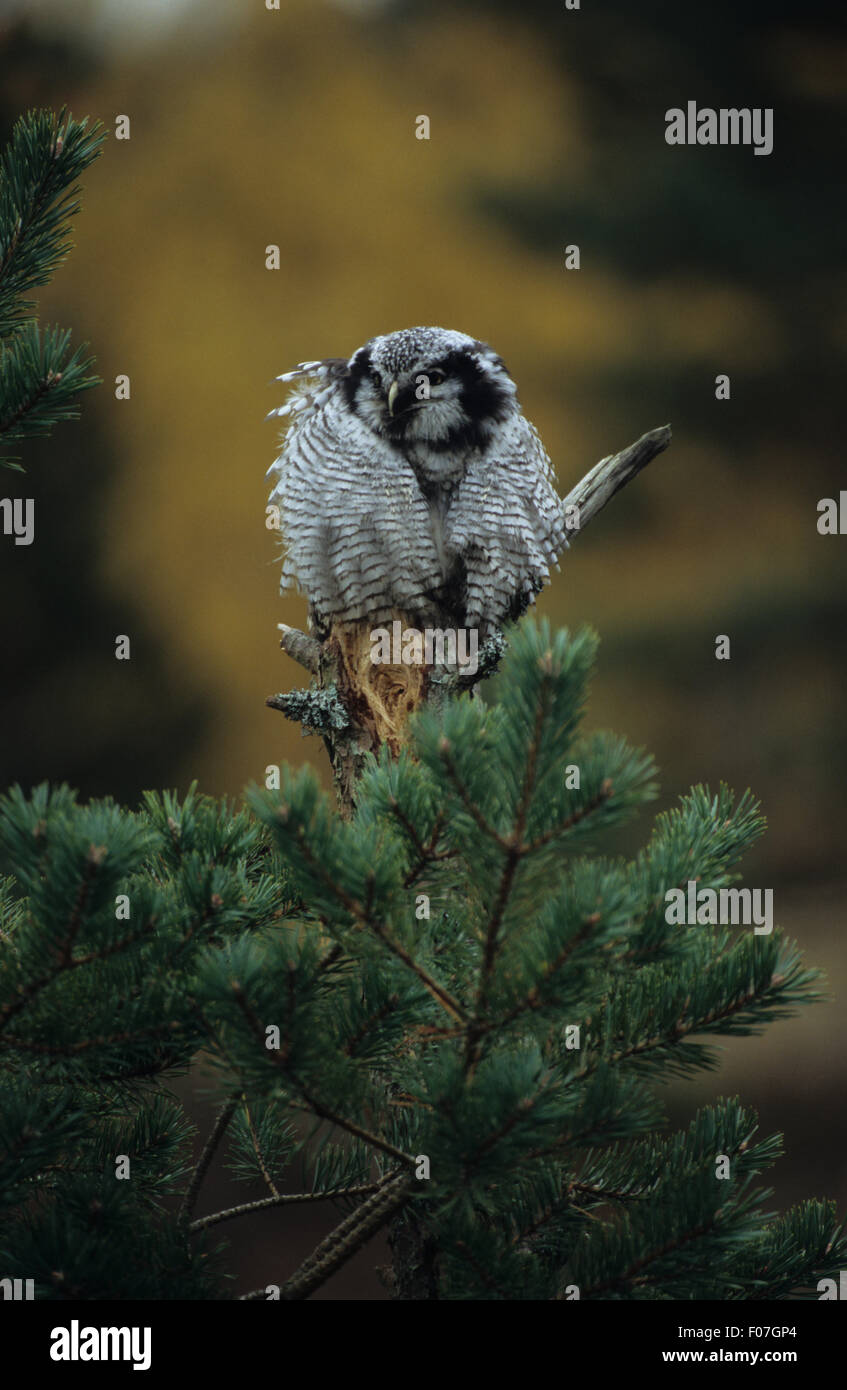 Northern Hawk Owl shaking with fluffed feathers taken from front ...