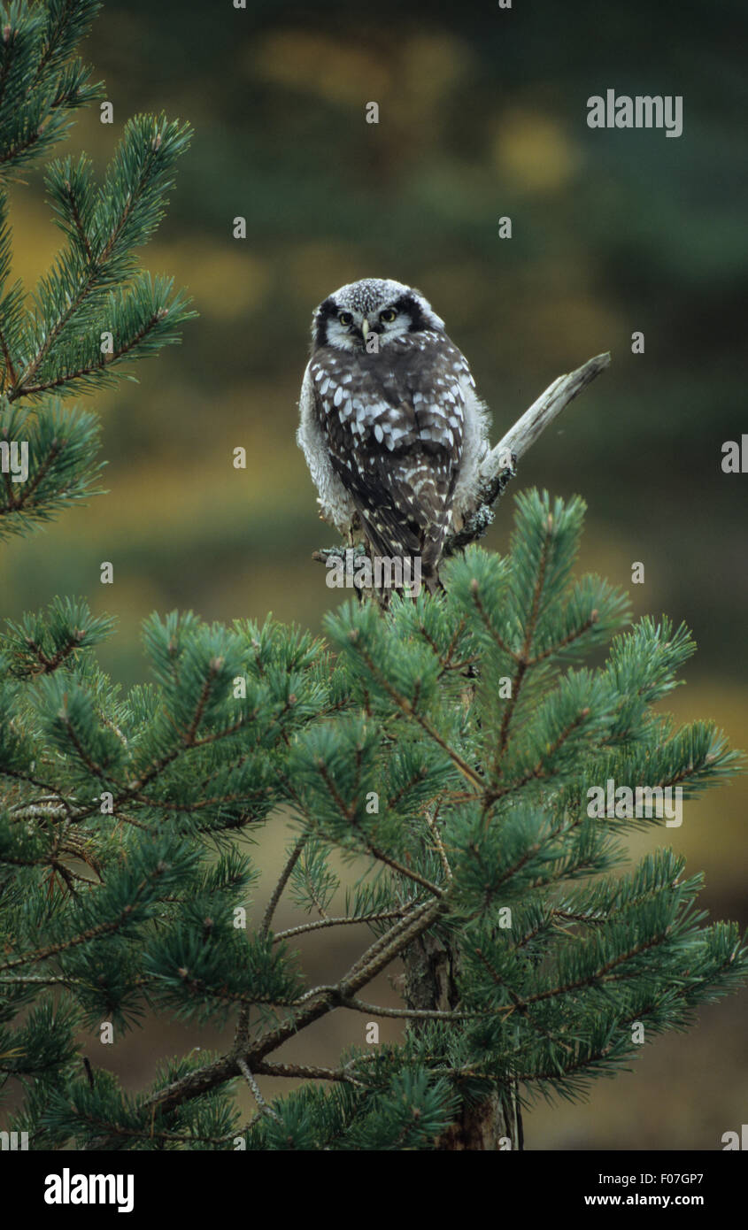 Northern Hawk Owl small in frame taken from behind looking back over ...