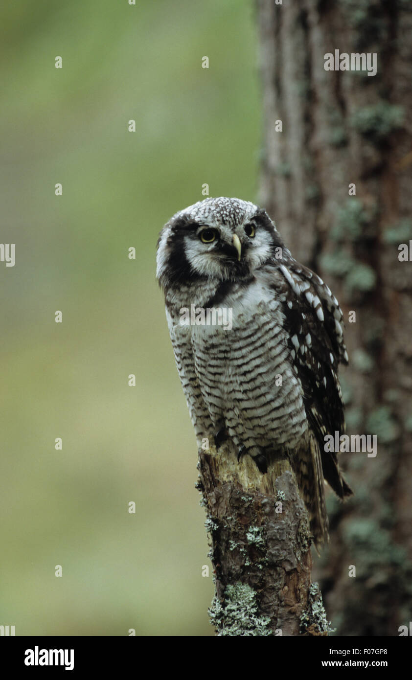 Owl with beak open hi-res stock photography and images - Alamy