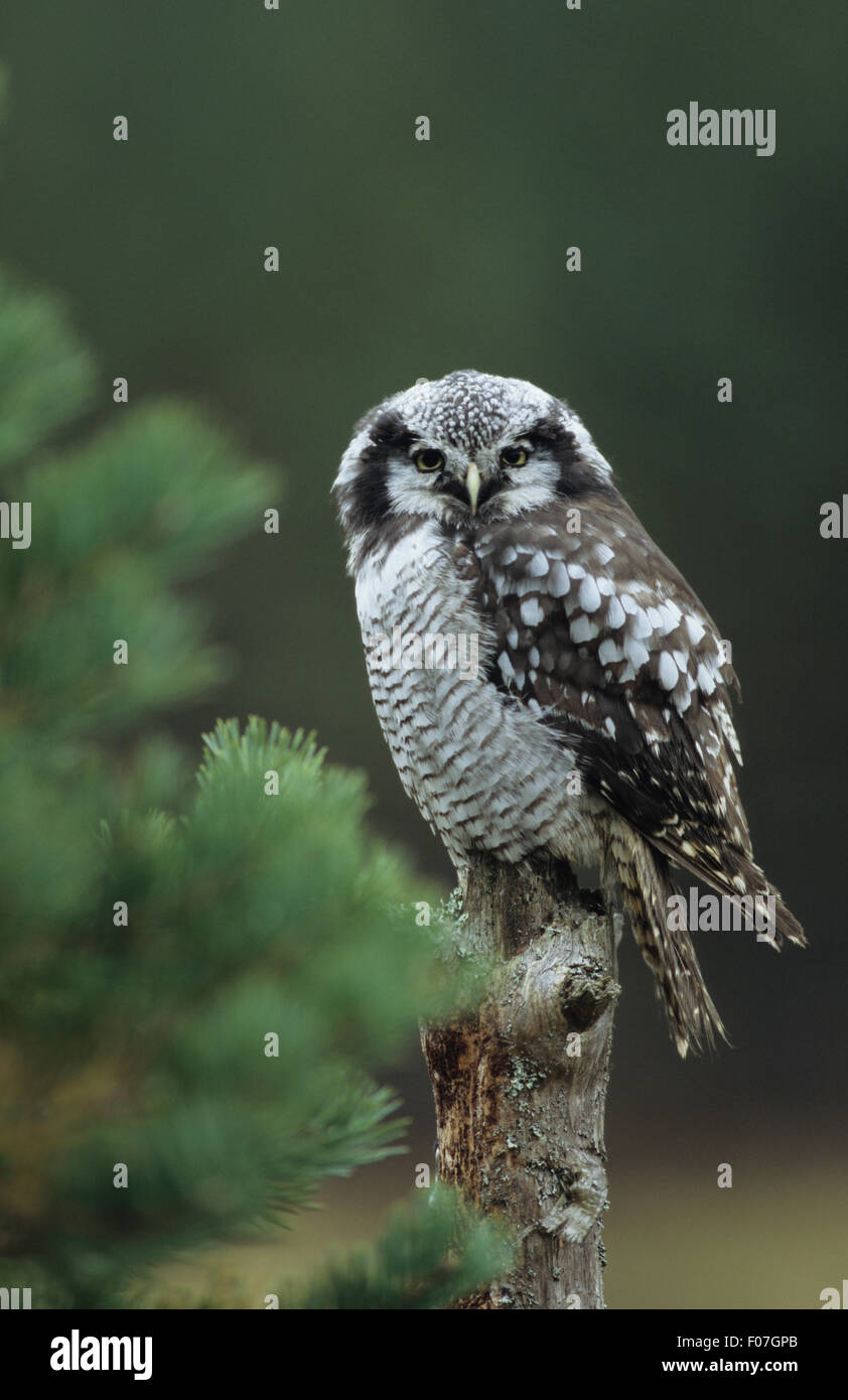 Owl with beak open hi-res stock photography and images - Alamy