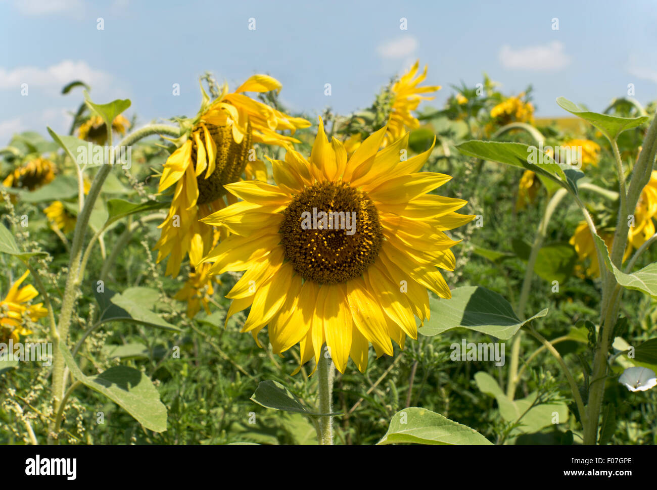 field of sunflowers at noon Stock Photo - Alamy