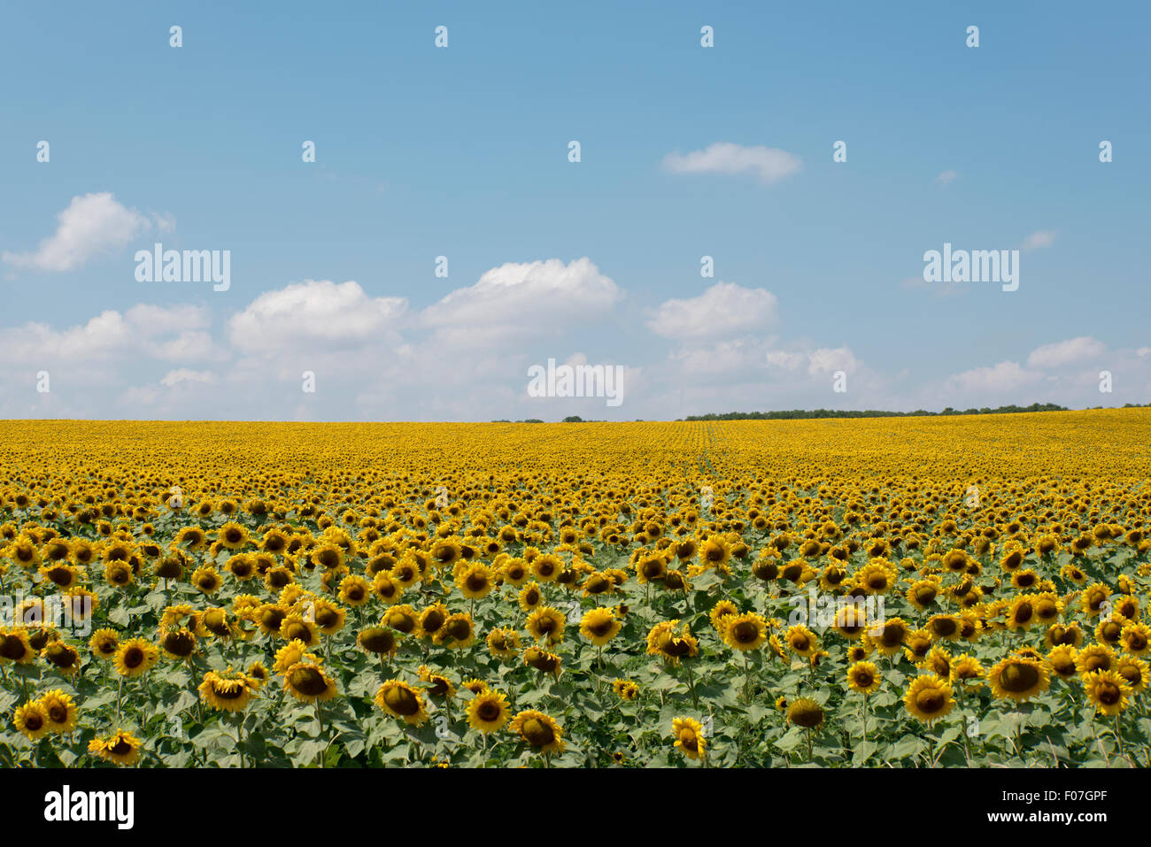 field of sunflowers at noon Stock Photo - Alamy