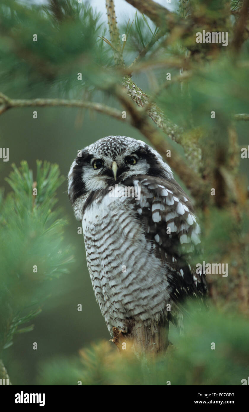 Northern Hawk Owl taken in profile looking back at camera with open ...