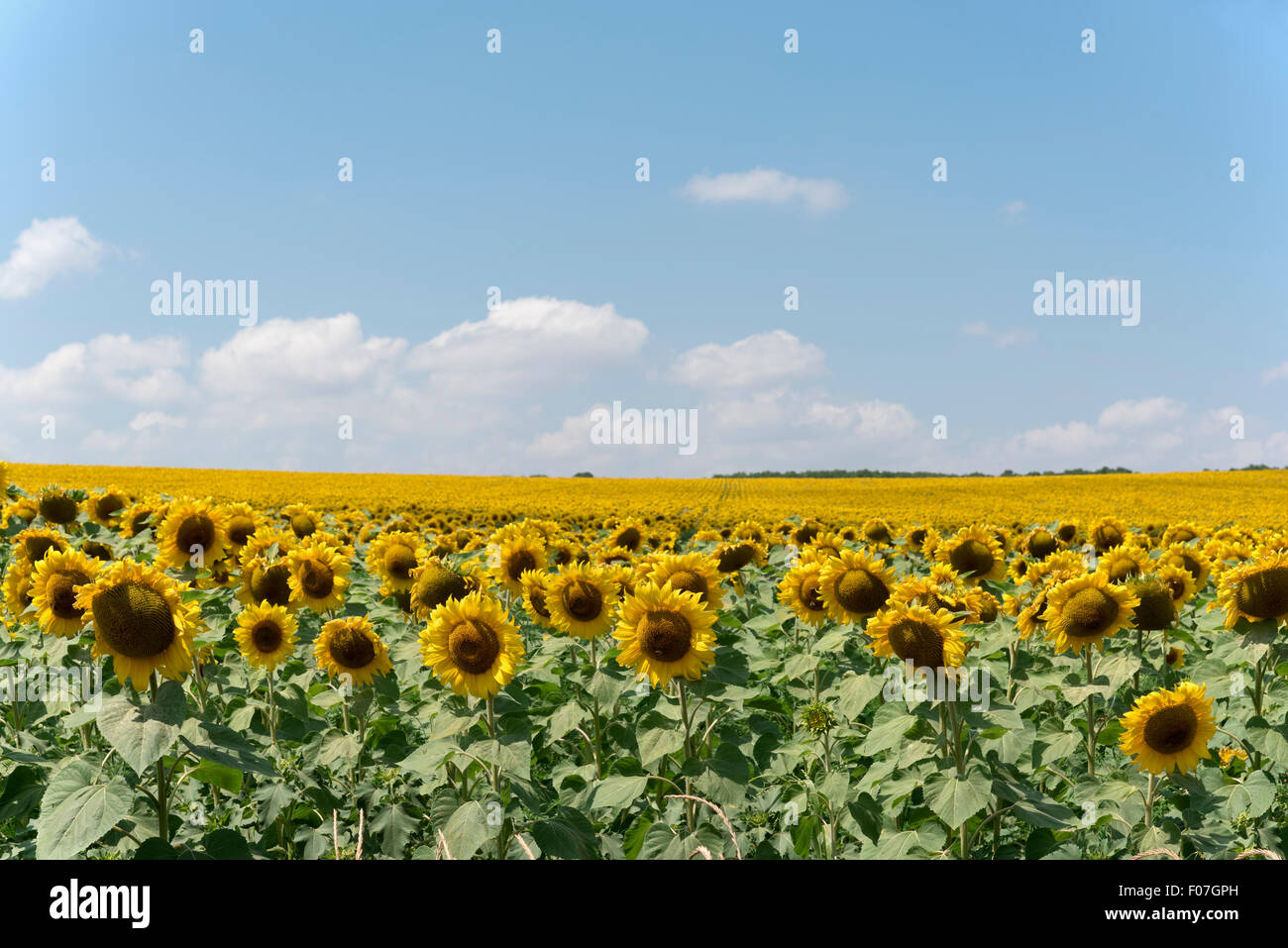 field of sunflowers at noon Stock Photo - Alamy