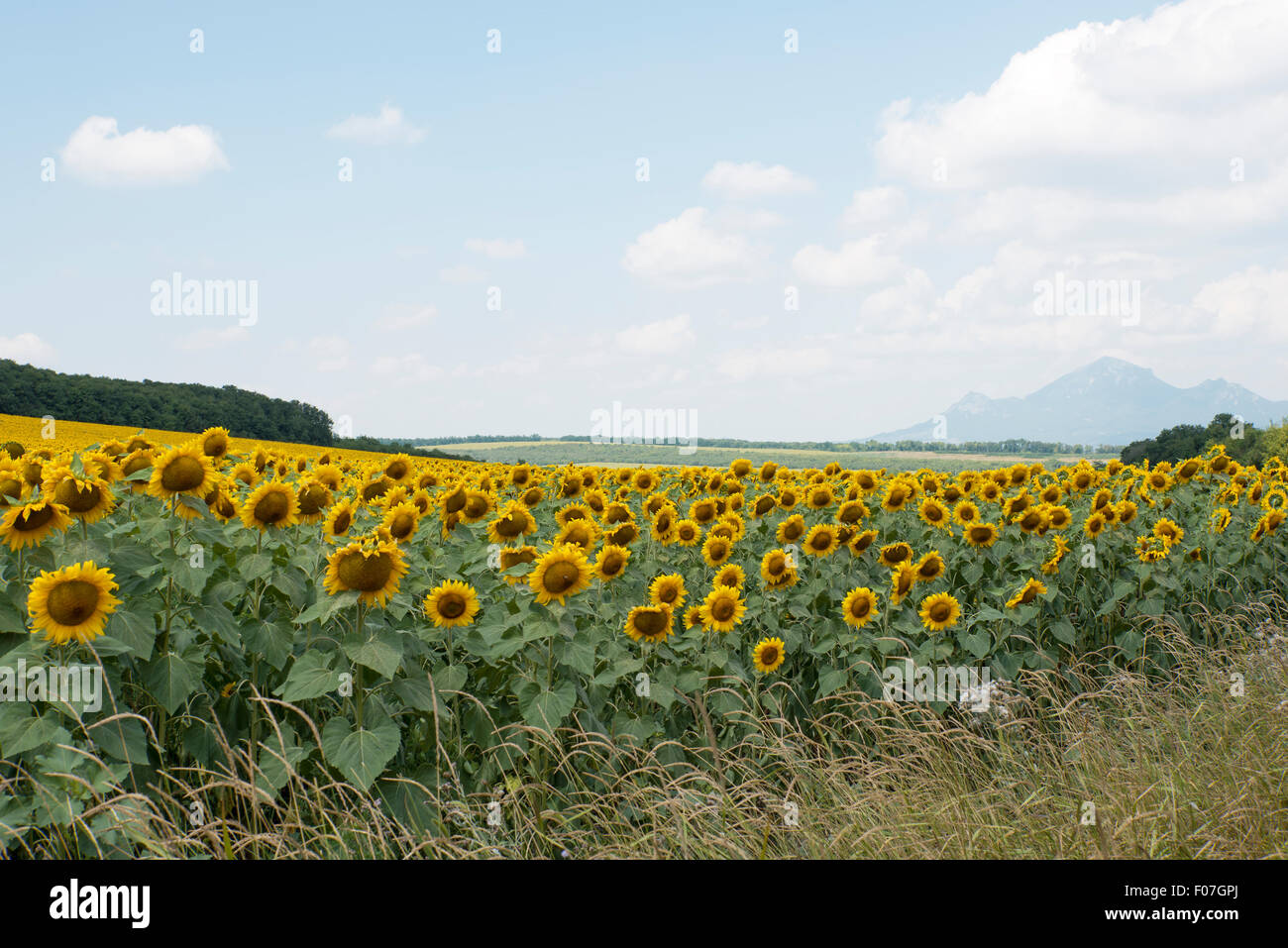 field of sunflowers at noon Stock Photo - Alamy