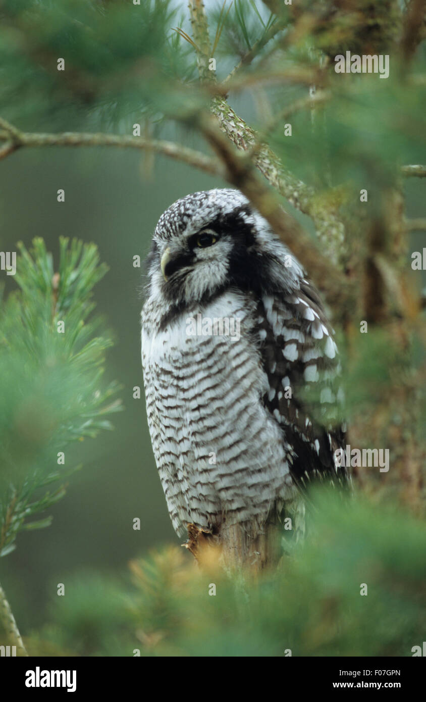 Owl with beak open hi-res stock photography and images - Alamy