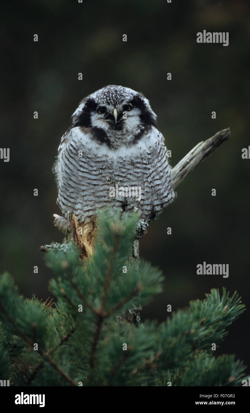 Northern Hawk owl with fluffed out feathers taken from front looking at ...