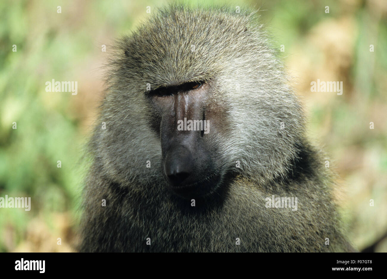 Baboon head hi-res stock photography and images - Alamy