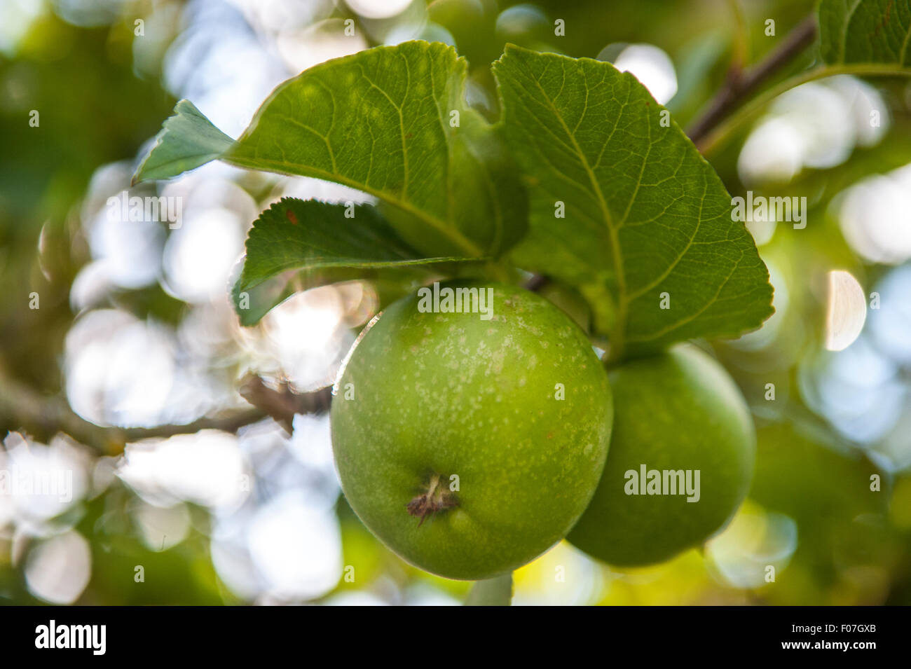 Shining apples hi-res stock photography and images - Alamy