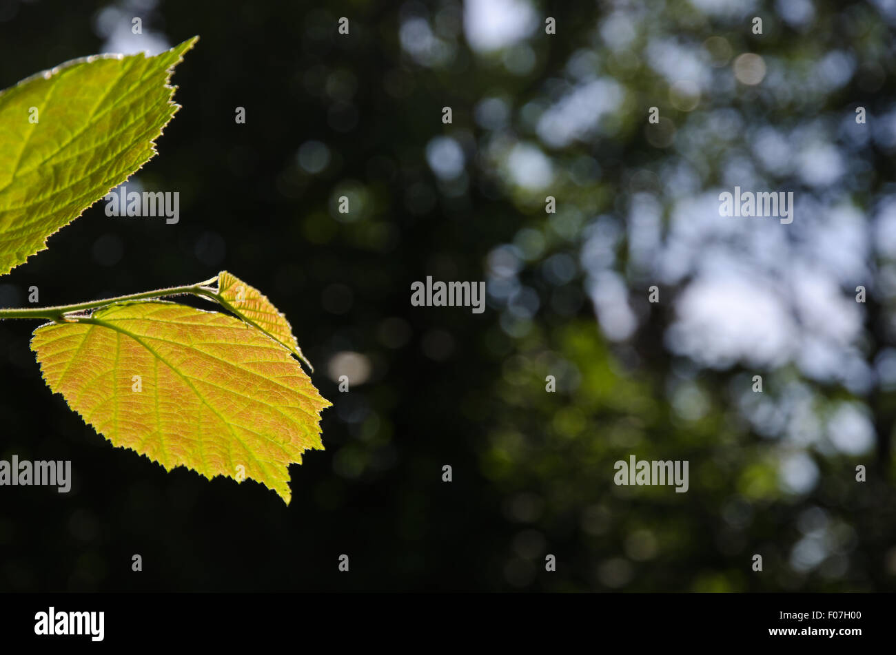Hazel leaf hi-res stock photography and images - Alamy