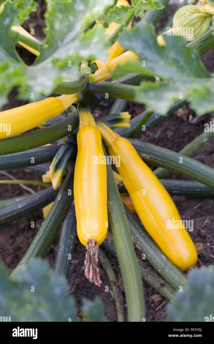 Cucurbita pepo. Yellow courgettes growing in the garden Stock Photo - Alamy
