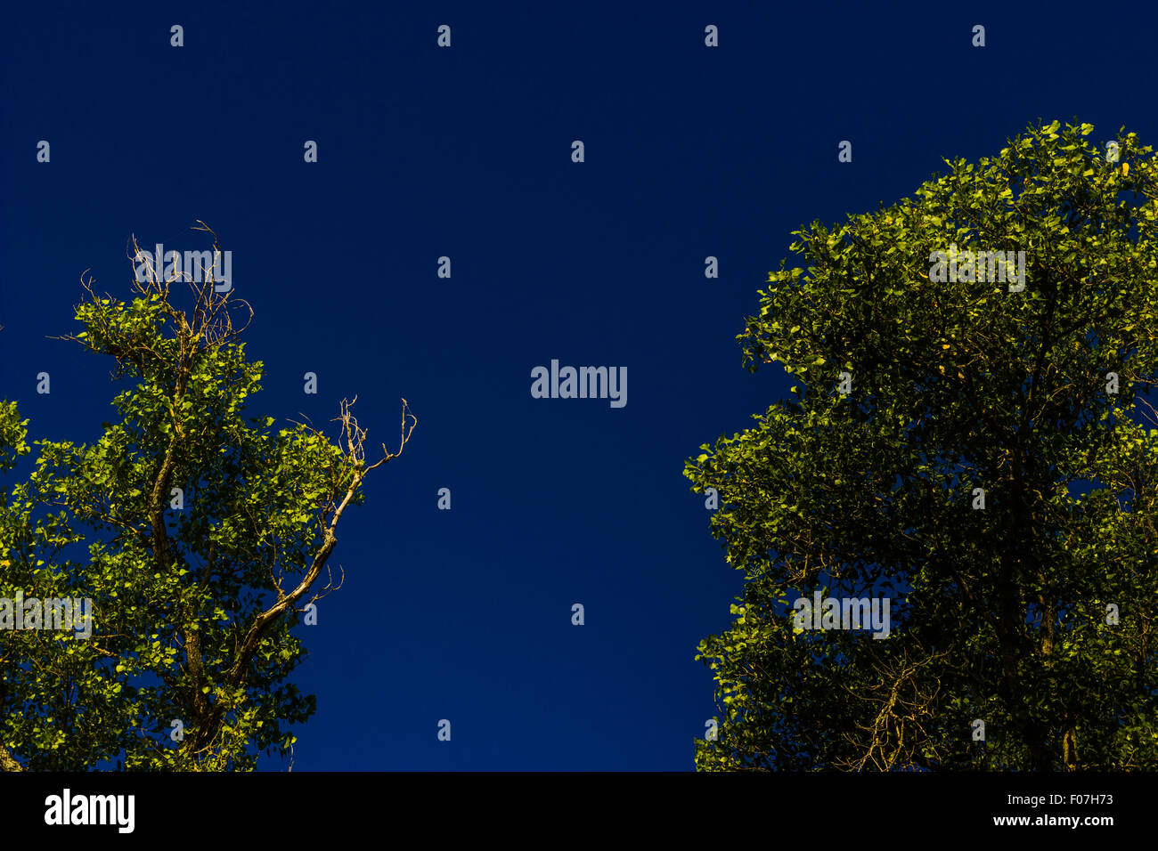 Tree with blue sky Stock Photo - Alamy