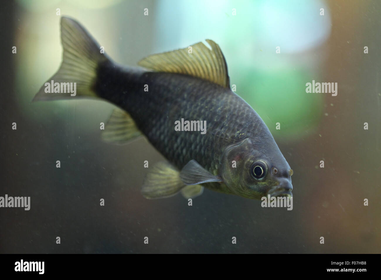 Prussian carp hi-res stock photography and images - Alamy