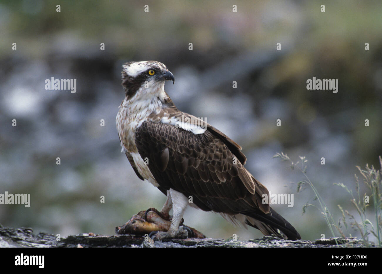 Osprey close up taken in profile looking back over shoulder to right ...
