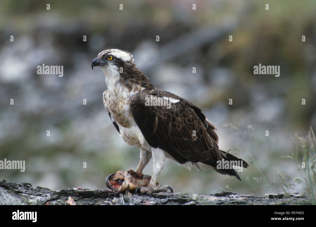Osprey up close hi-res stock photography and images - Alamy
