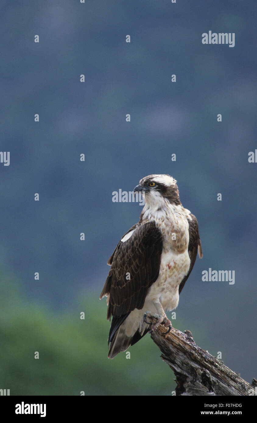 Looking back over left shoulder hi-res stock photography and images - Alamy