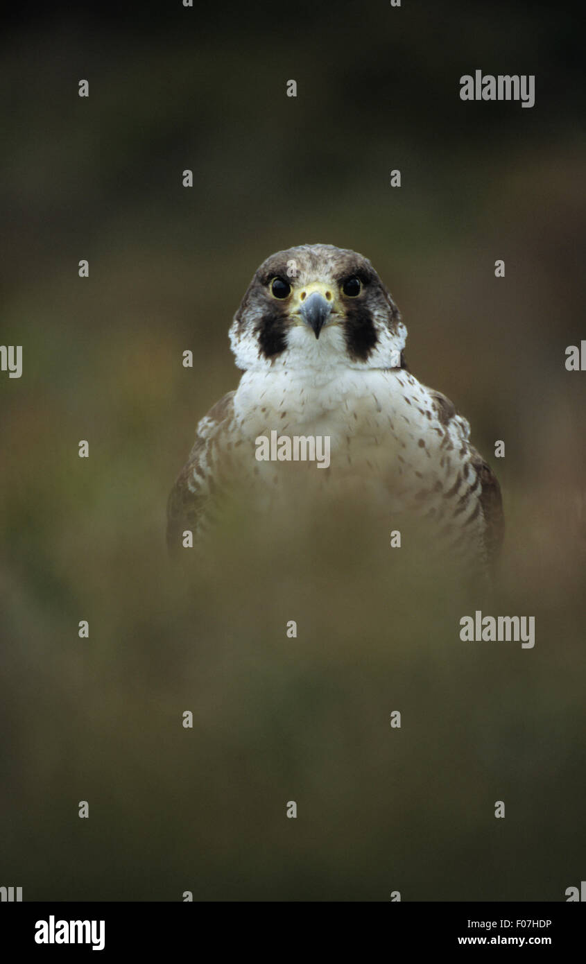 Peregrine falcon head shot hi-res stock photography and images - Alamy
