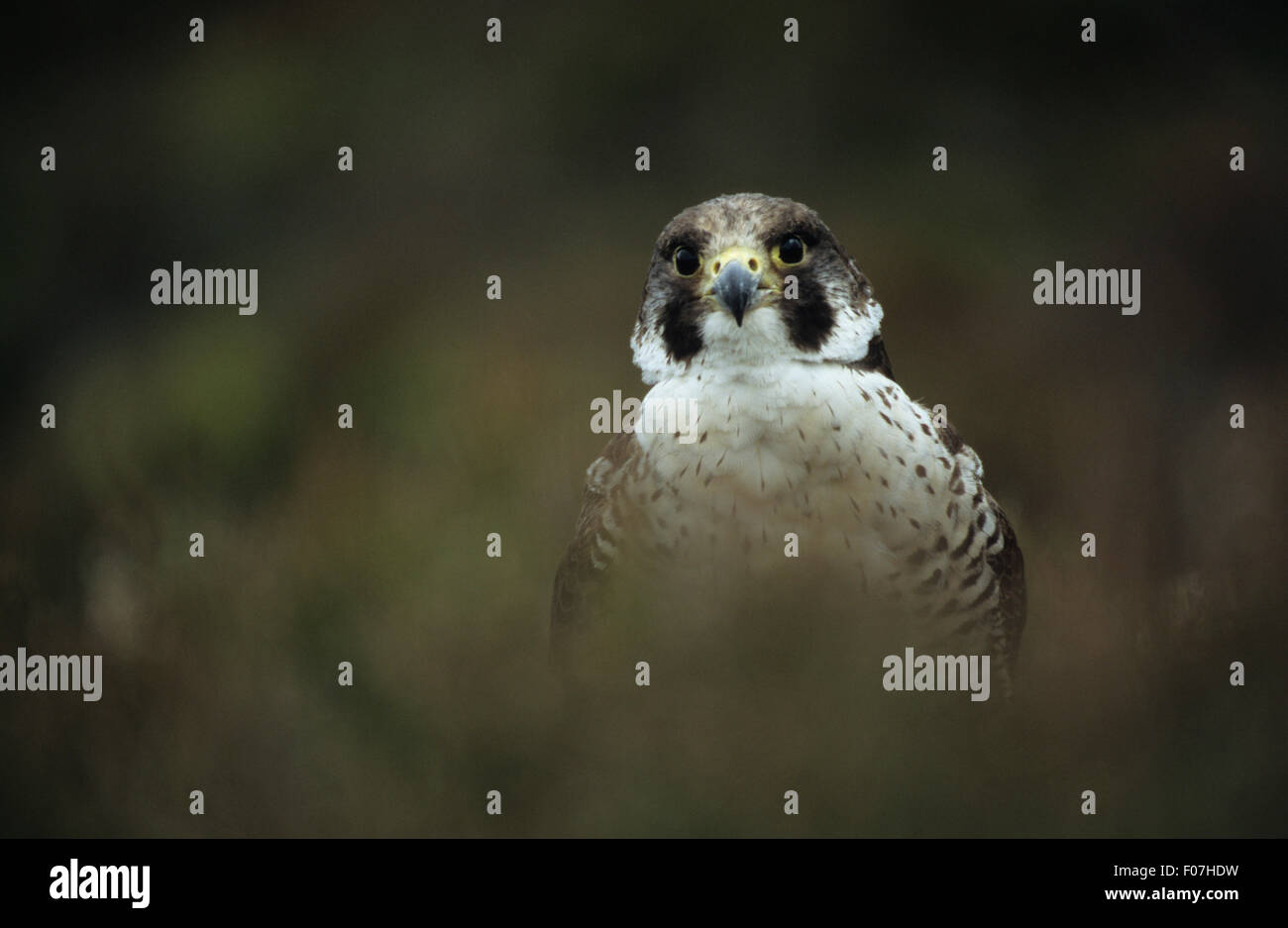 Peregrine Falcon Captive taken from front head shot looking at camera ...