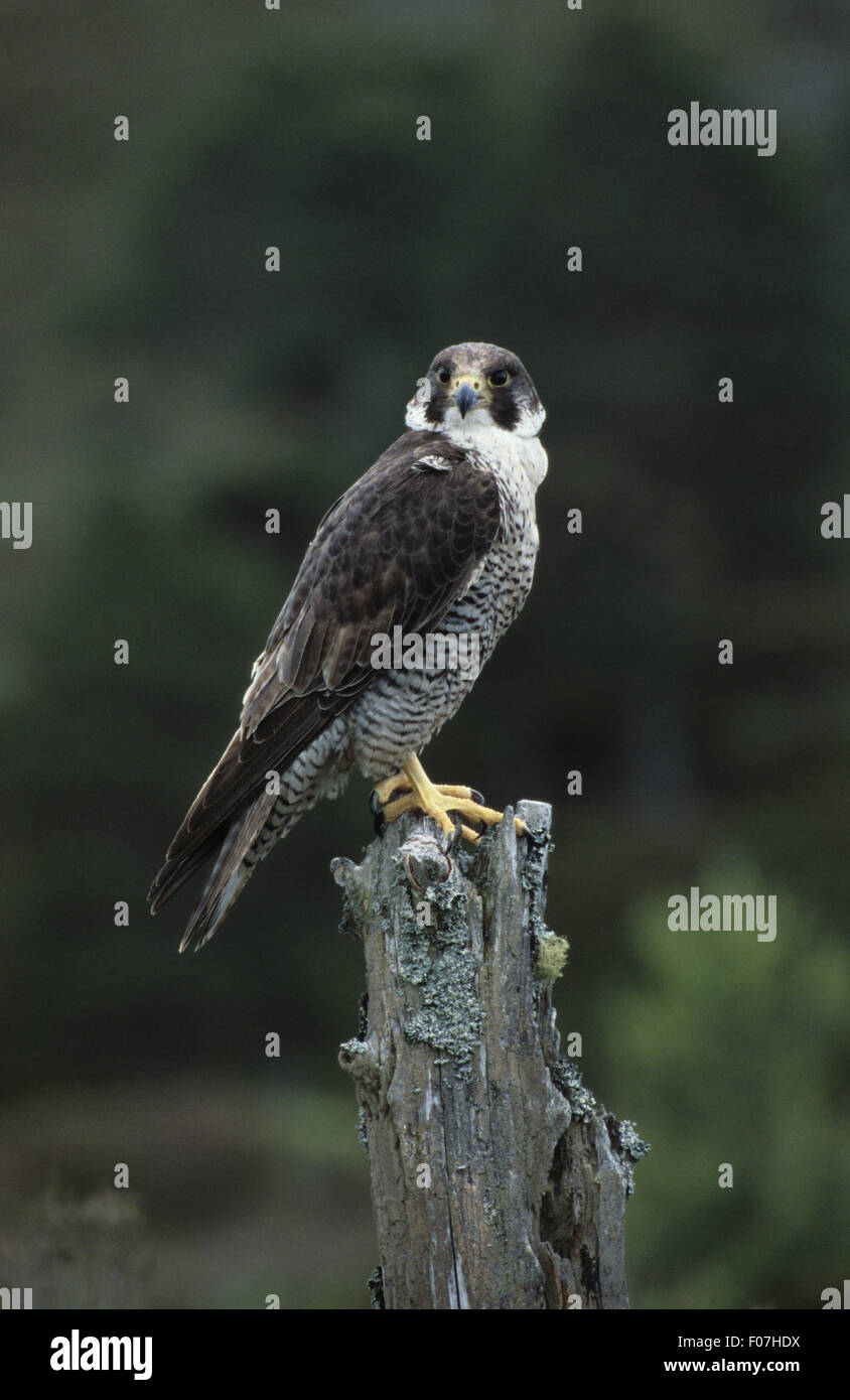Peregrine Falcon Captive taken in profile looking at camera perched on ...