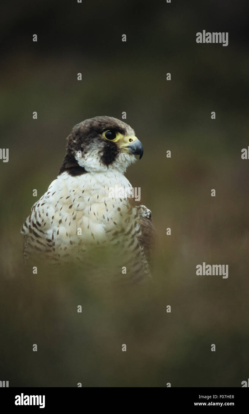 Peregrine Falcon Captive taken from front head shot looking right from ...