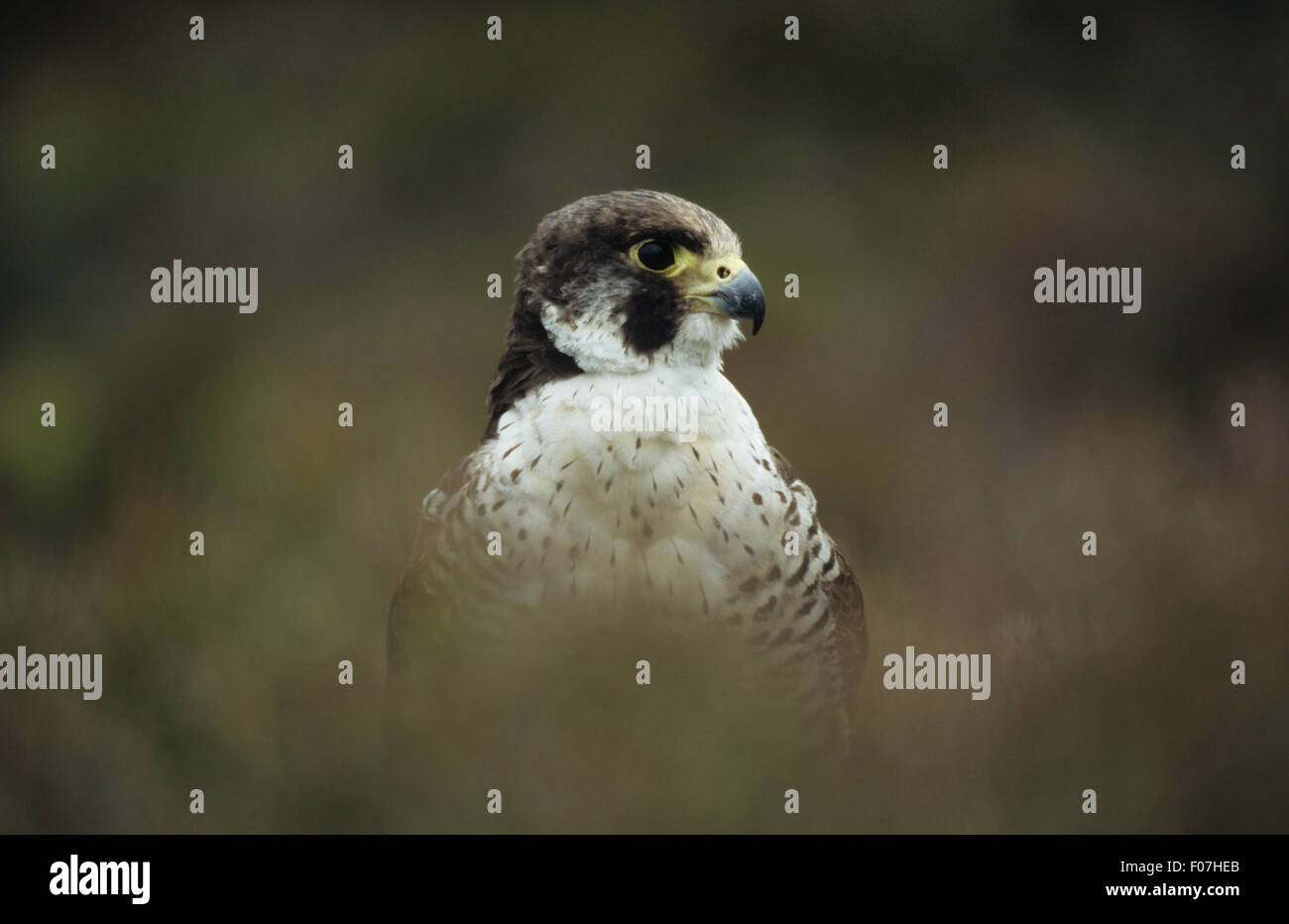 Peregrine Falcon Captive taken from front head shot looking right from ...