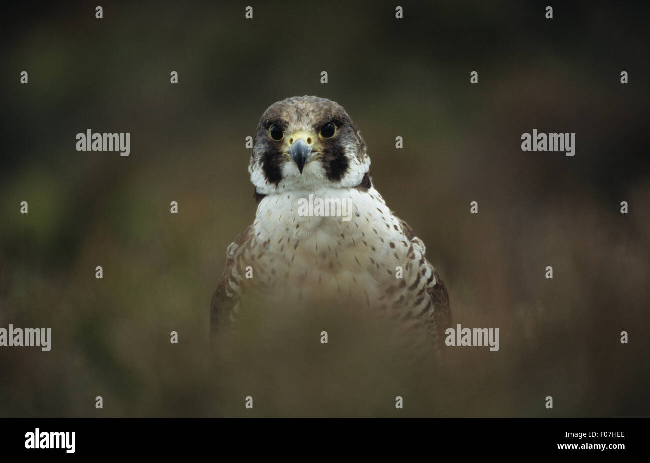 Peregrine Falcon Captive taken from front head shot looking at camera ...