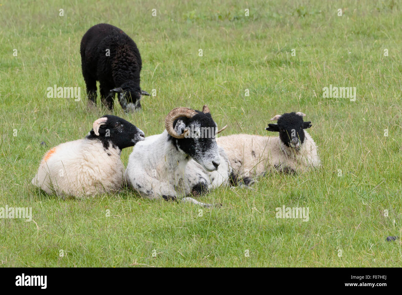 Swaledale sheep hi-res stock photography and images - Alamy