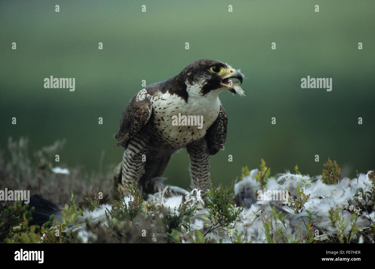 Peregrine Falcon Captive taken from front with feather in mouth perched ...